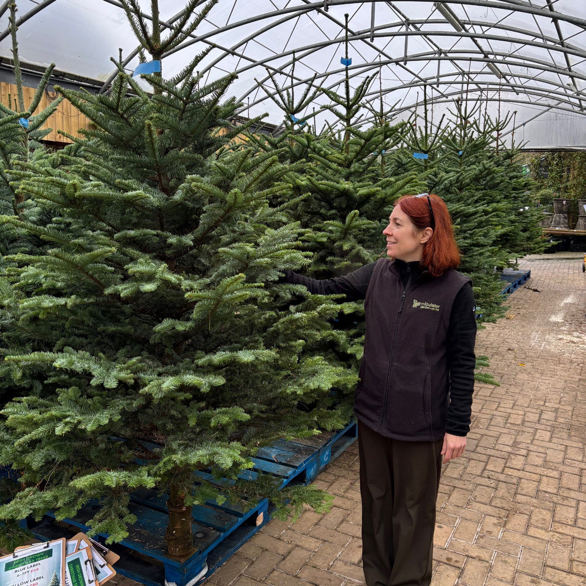 Irish Grown Fresh Cut Noble Fir Christmas Trees