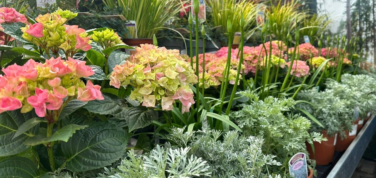 Mid Ulster Garden Centre Northern Ireland