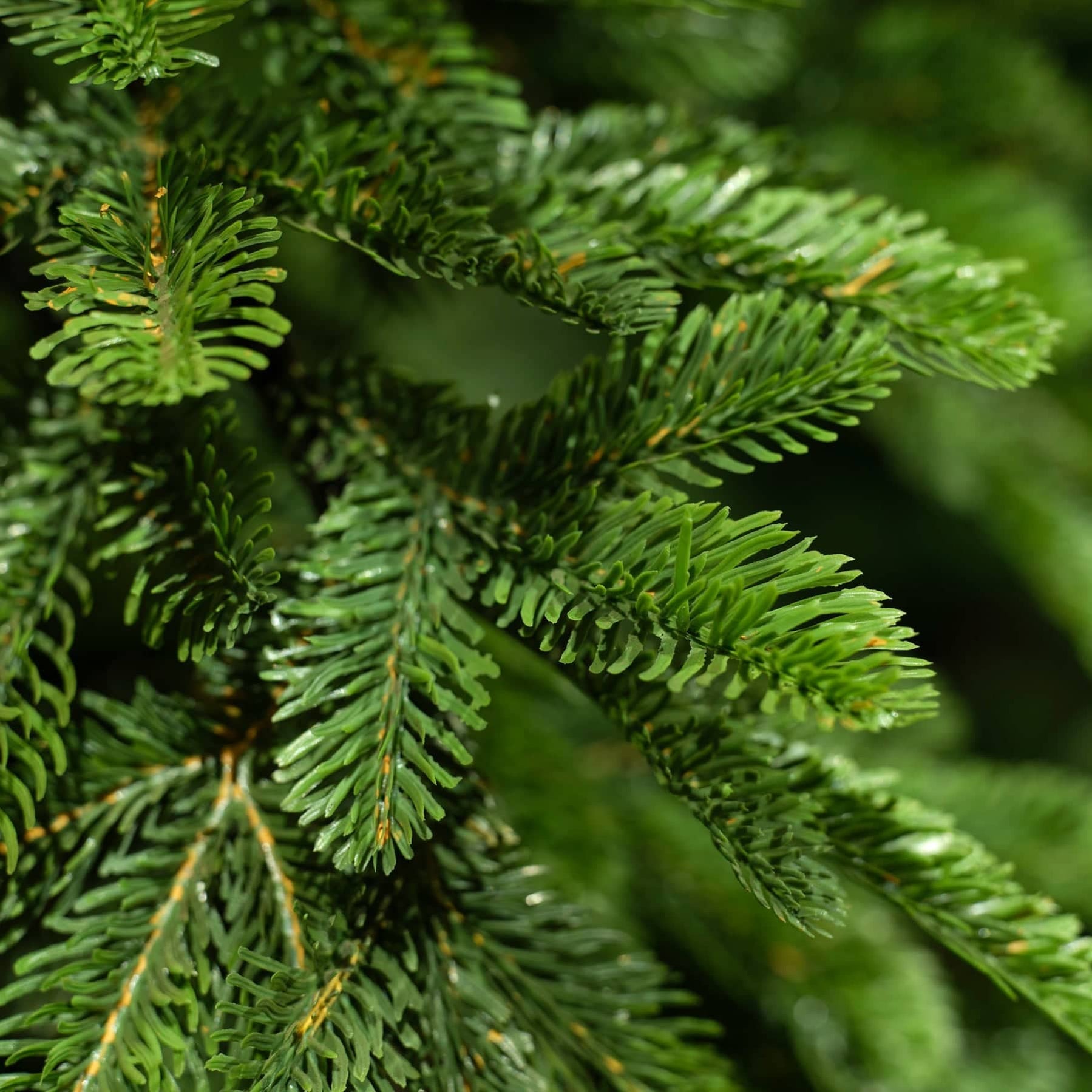 Everlands Alpine Fir Tree 180cm / 6ft